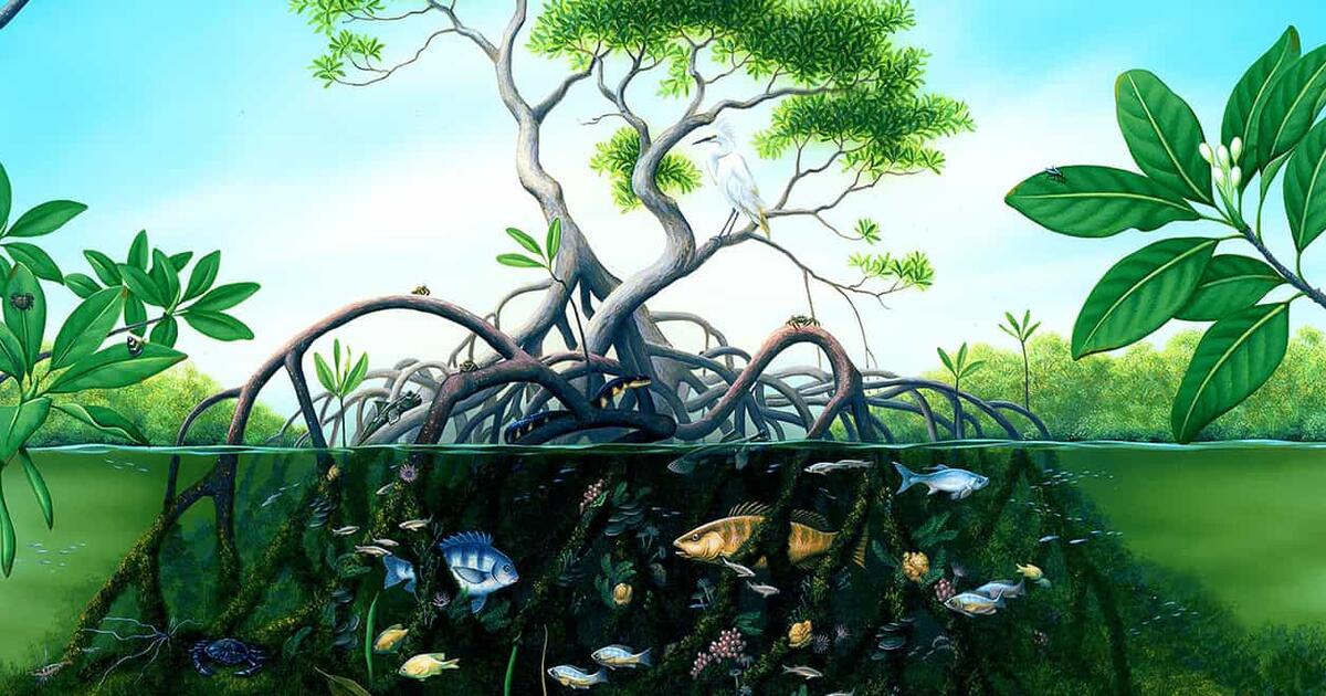 mangrove ecosystem