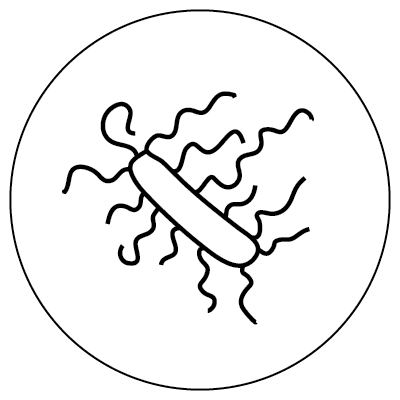 Online Coloring: Bacteria | AMNH
