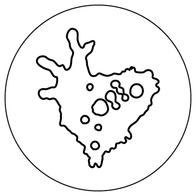 Ameba Coloring Worksheet Answer Key Sketch Coloring Page