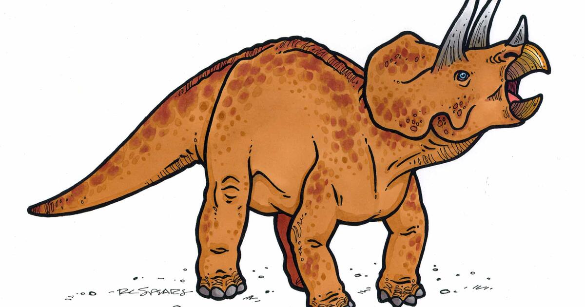 Triceratops horridus | AMNH