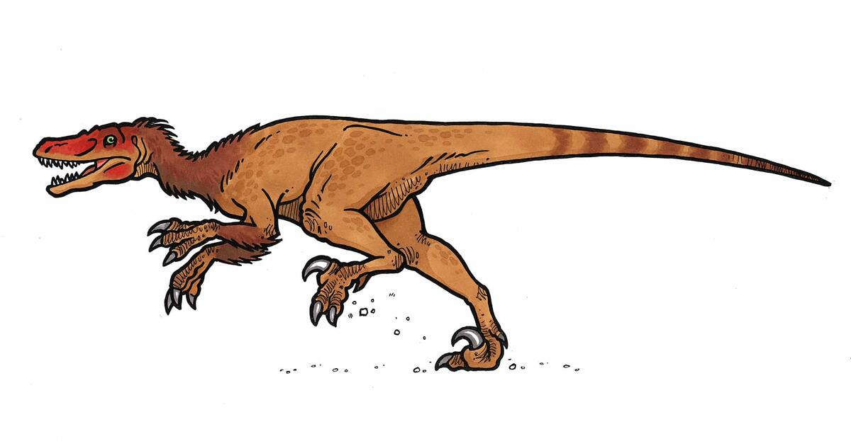 velociraptor description