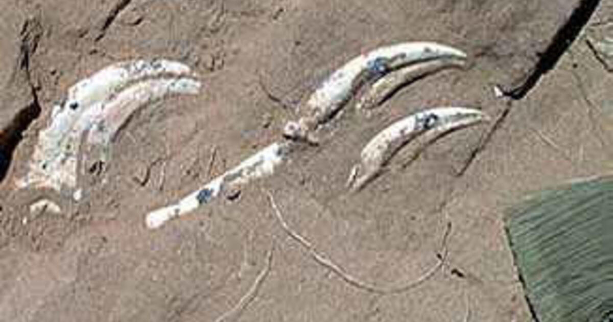 define fossilization