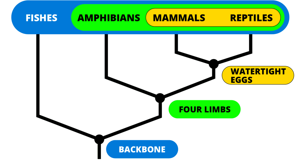 cladistics example