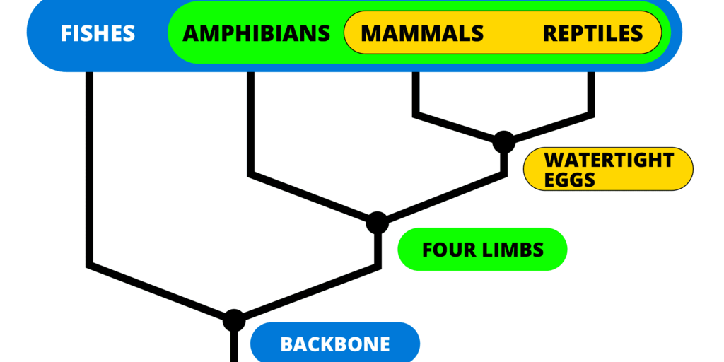 cladistics groups organisms based on