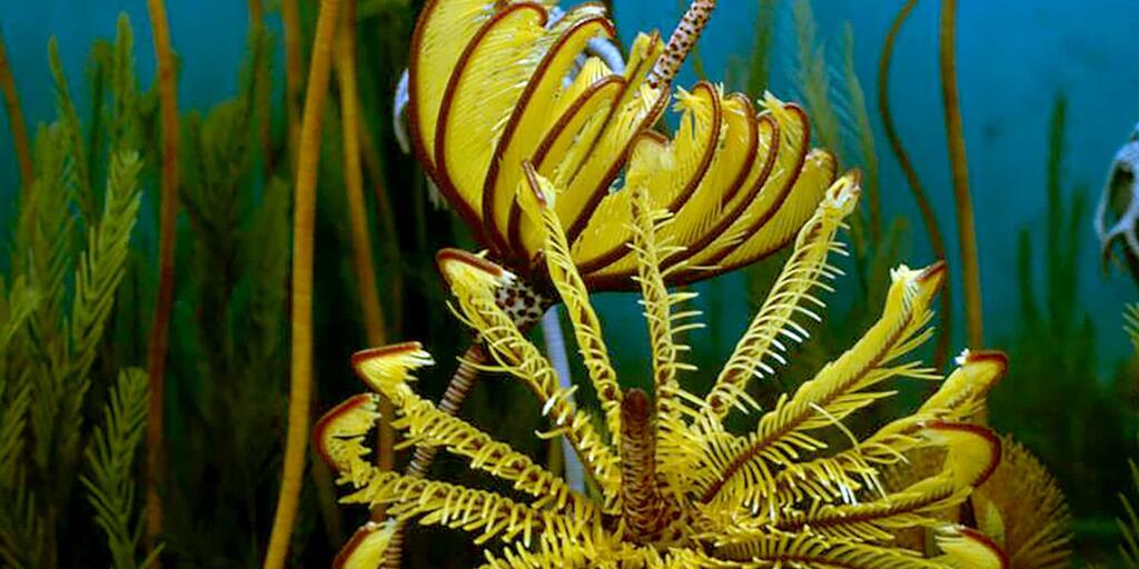 do crinoids still exist