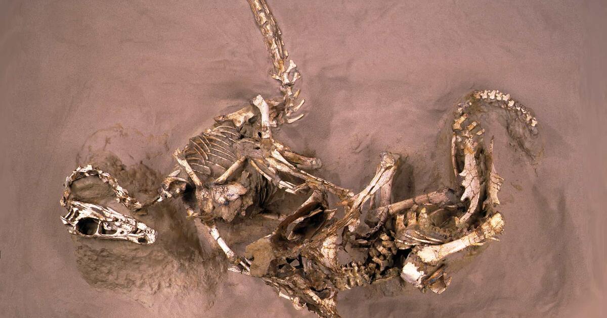 protoceratops and velociraptor fighting fossil