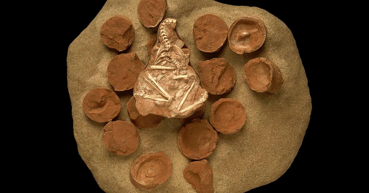 Troodontid nest | AMNH