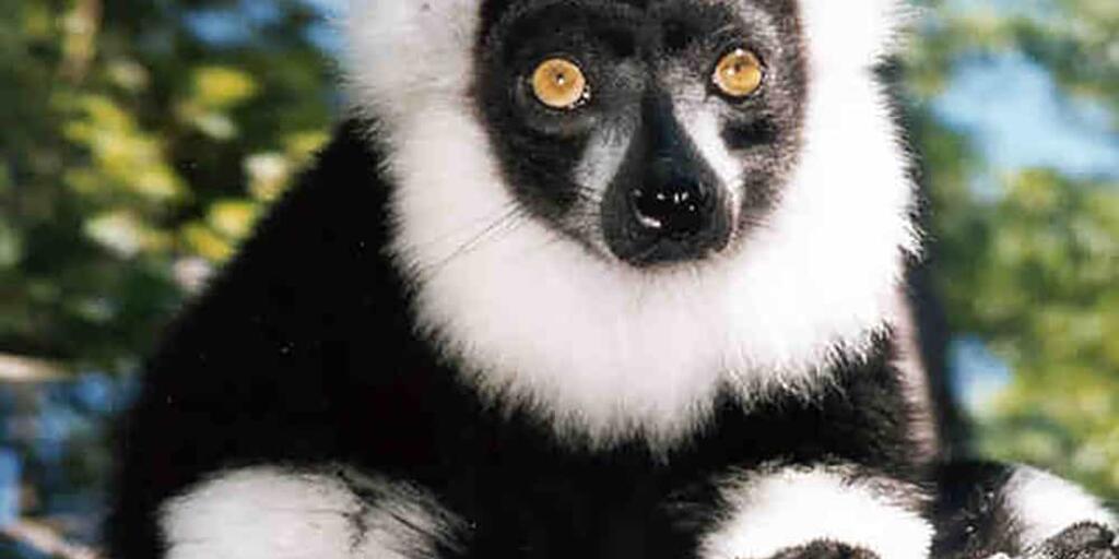 lemur artico