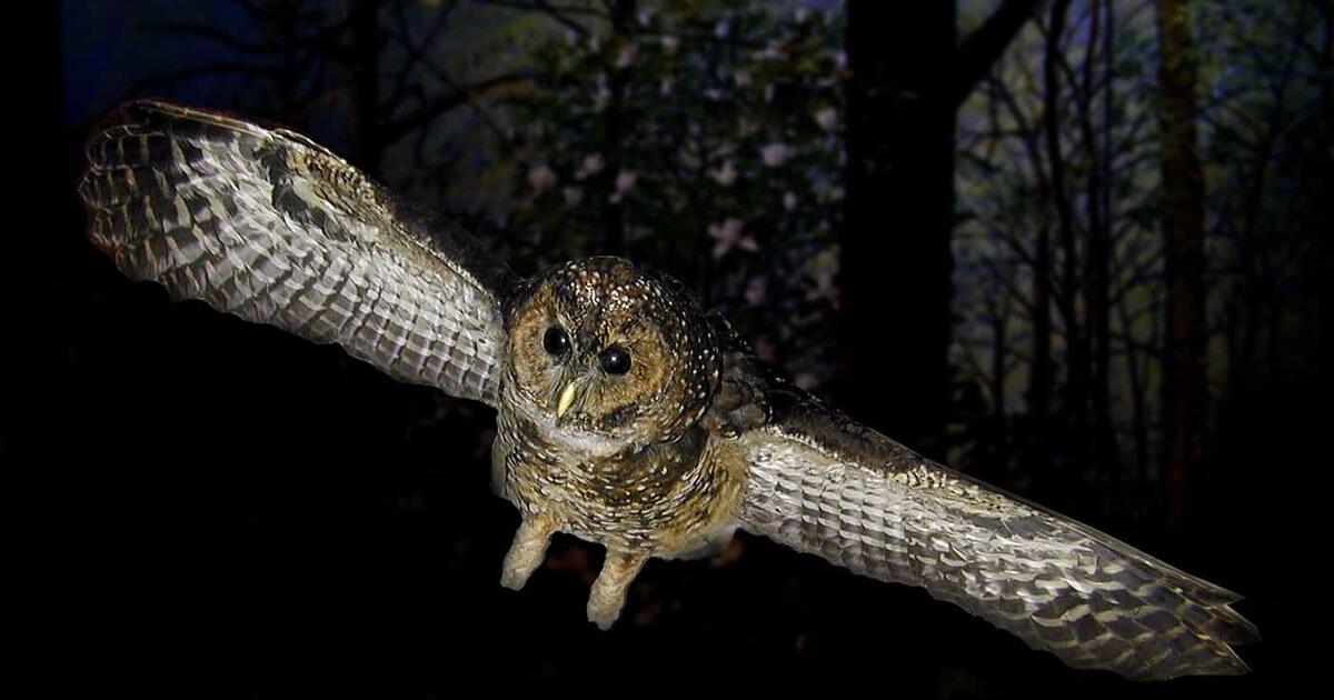 spotted owl flying