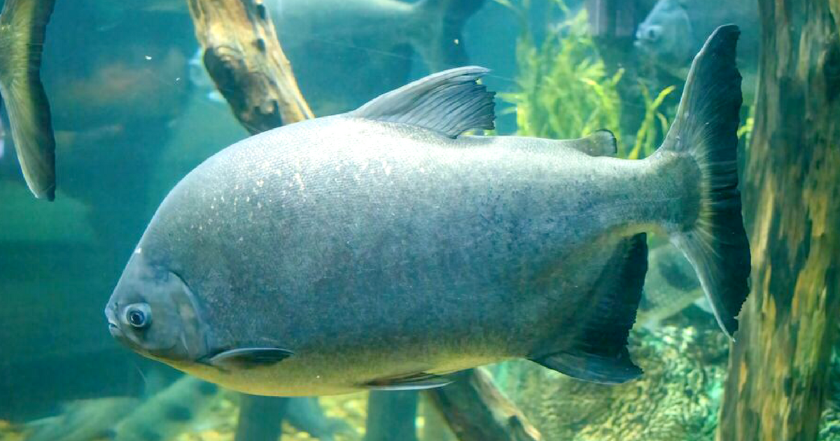 pacu | AMNH
