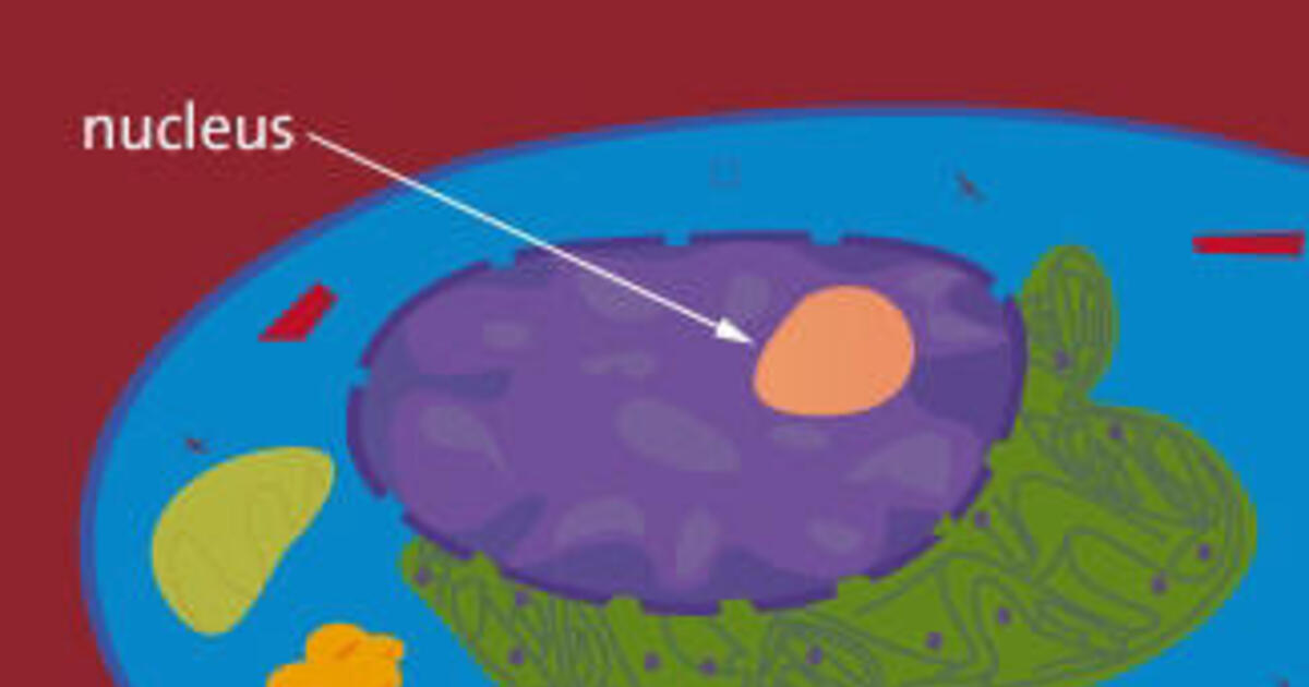 Nucleus Animal Cell