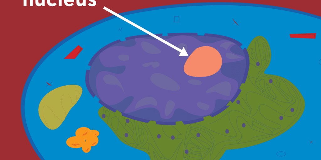 Cell Nucleus Unlabeled