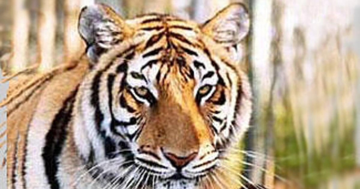 Bengal Tiger Body