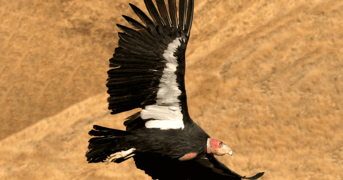 California condor | AMNH