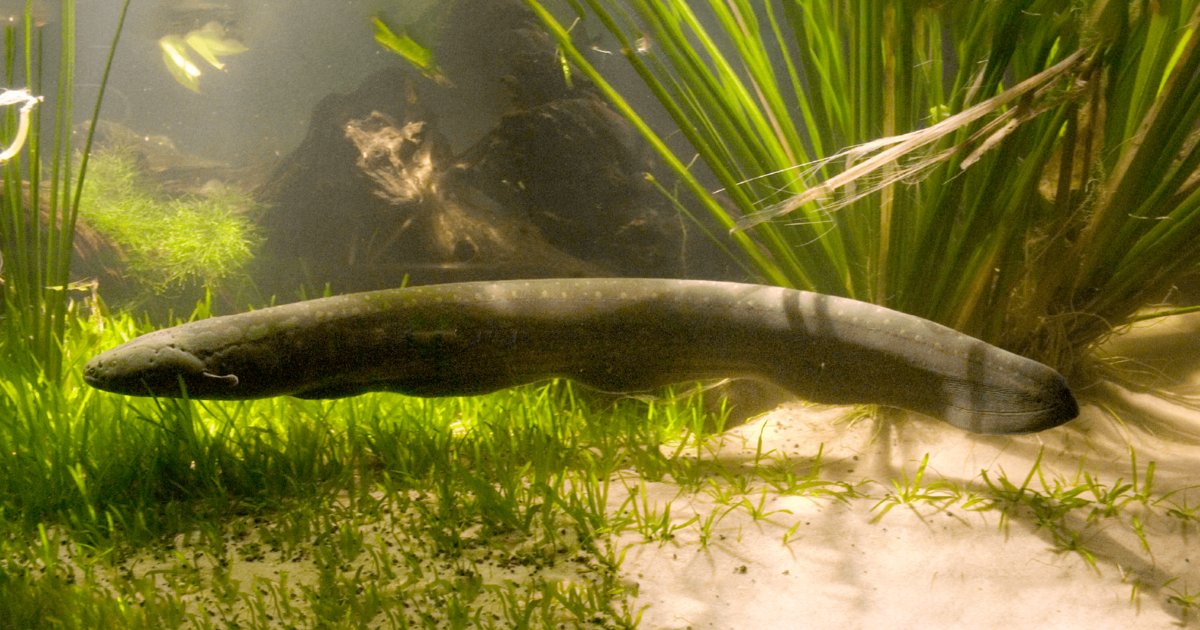 electric eel electricity range