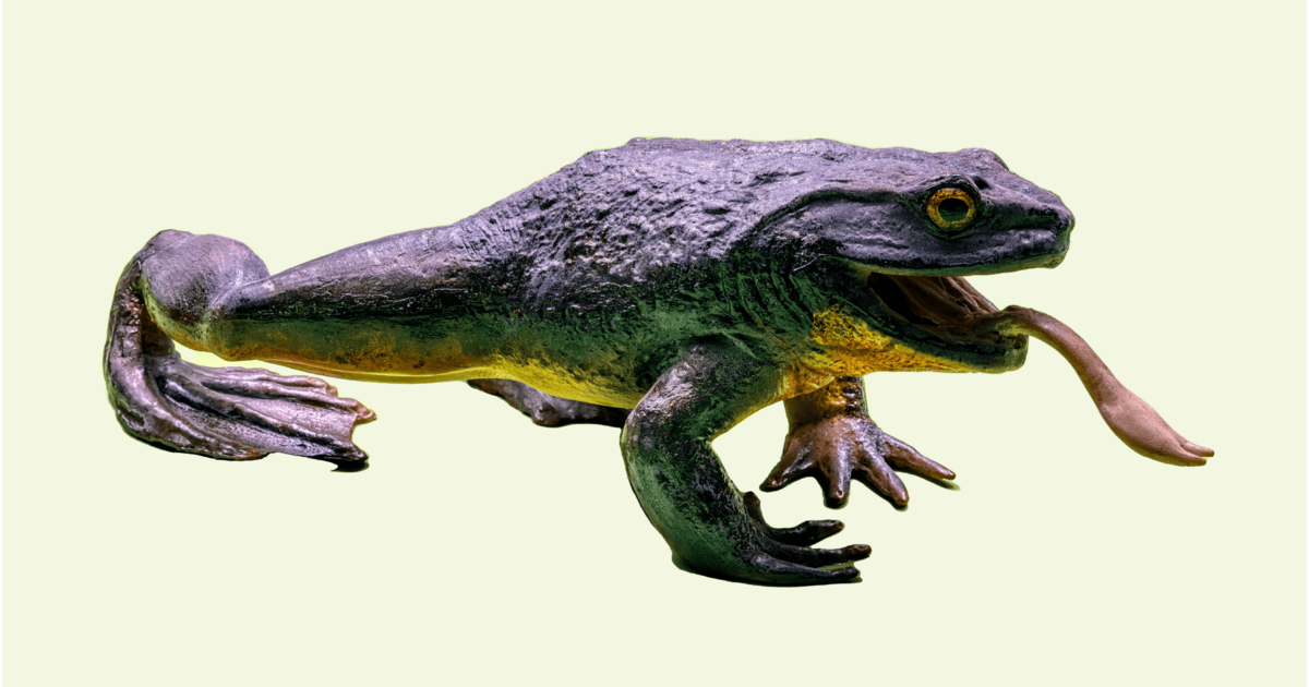 Goliath frog | AMNH