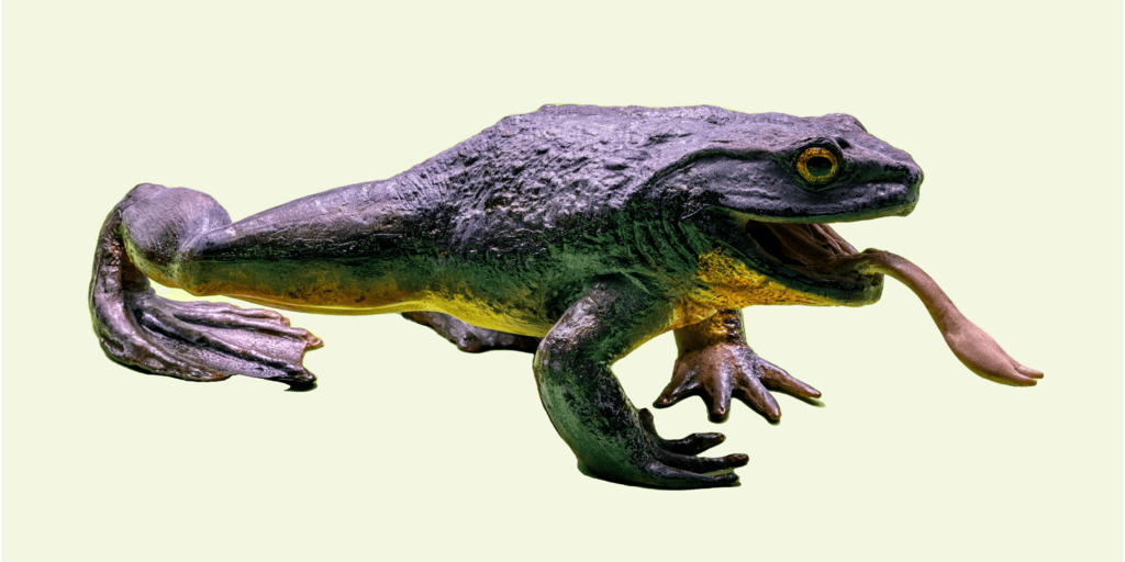 Goliath Frog News Central TV On X: "1/2 The Largest Frog In The World