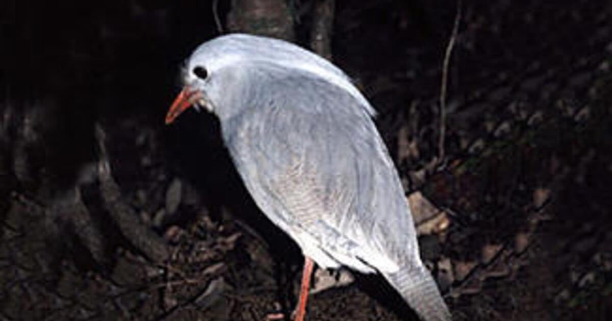kagu | AMNH