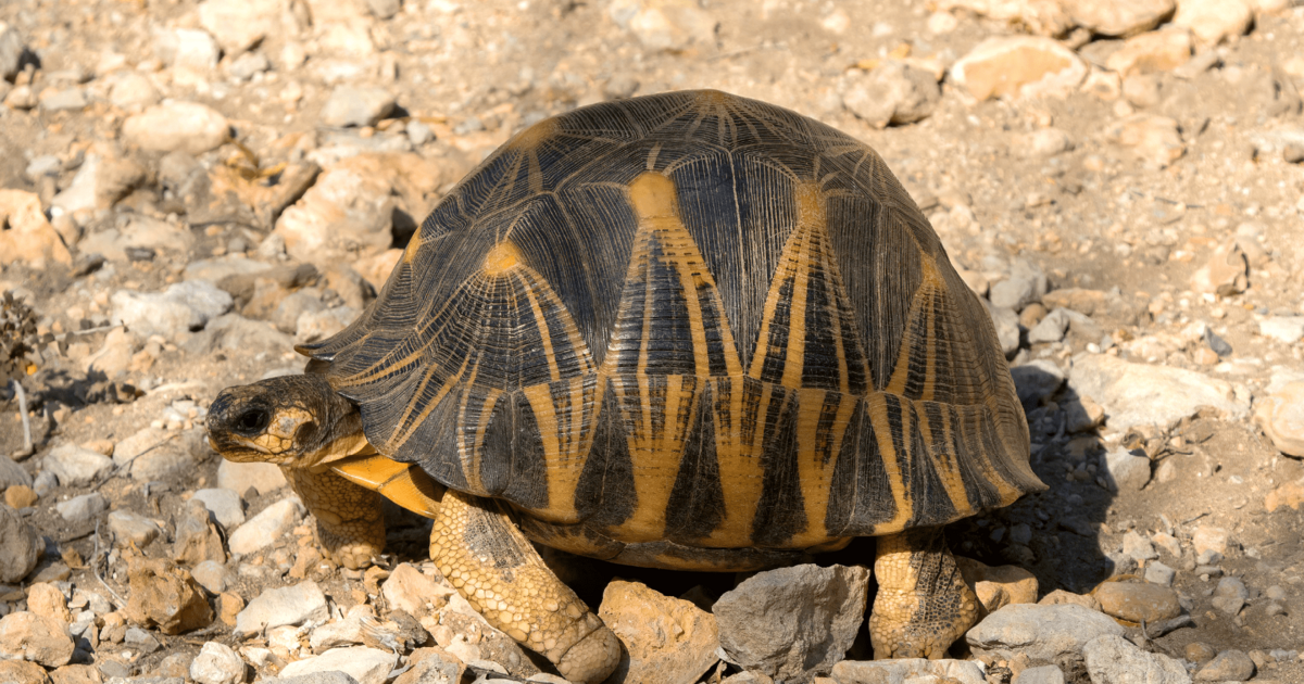 radiated tortoise | AMNH