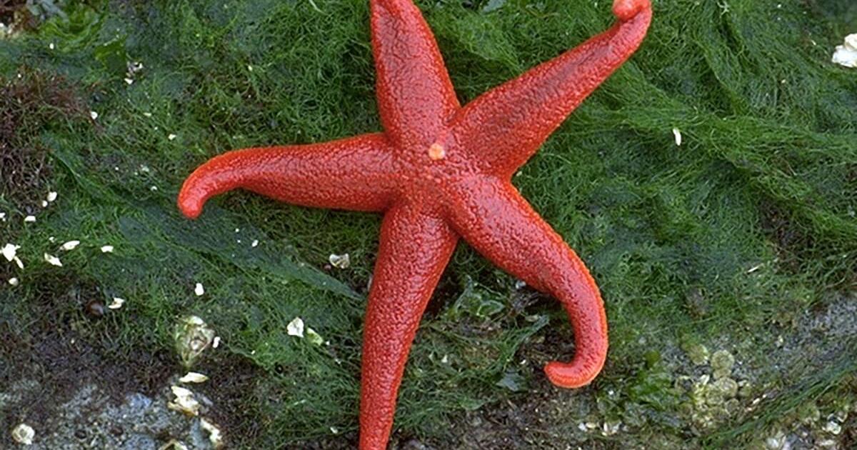 starfish search