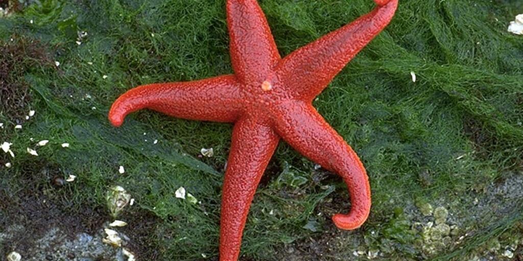 Sand Starfish Starfish On The Ocean Floor Animals Fish Star Fish On