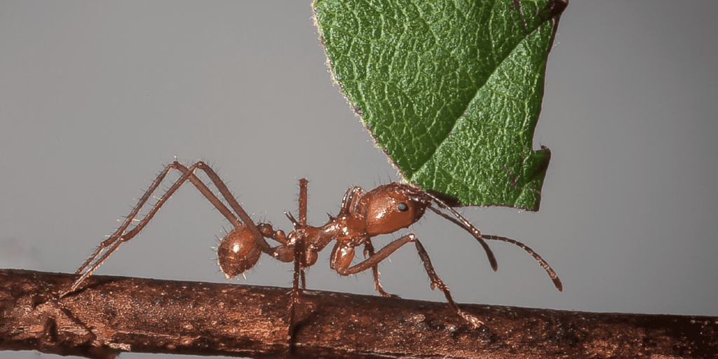 manhattan ant