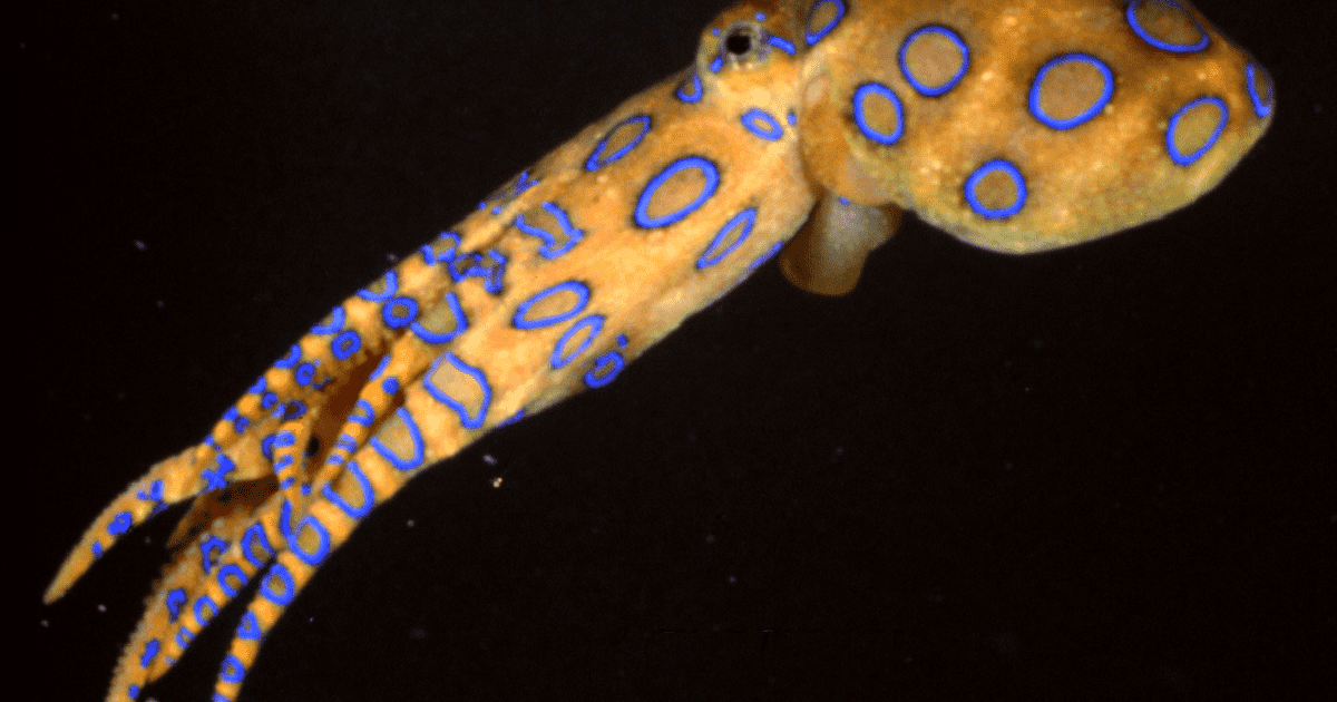 blue ringed octopus