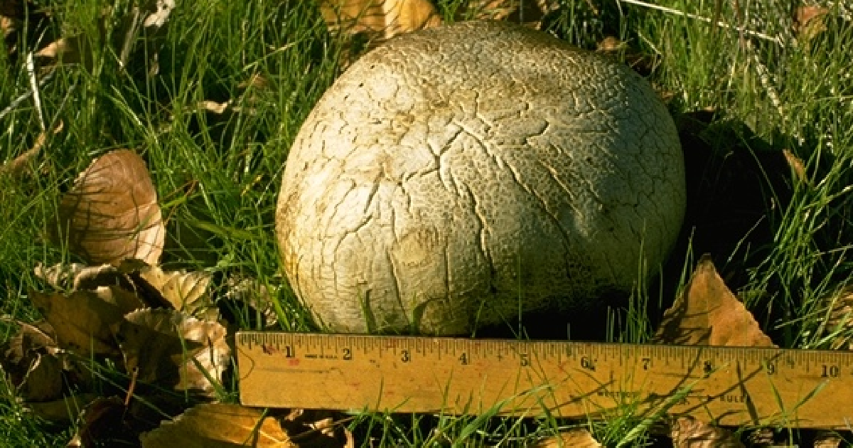 Puffball Mushroom