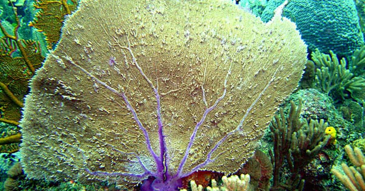 gorgonian fan coral | AMNH
