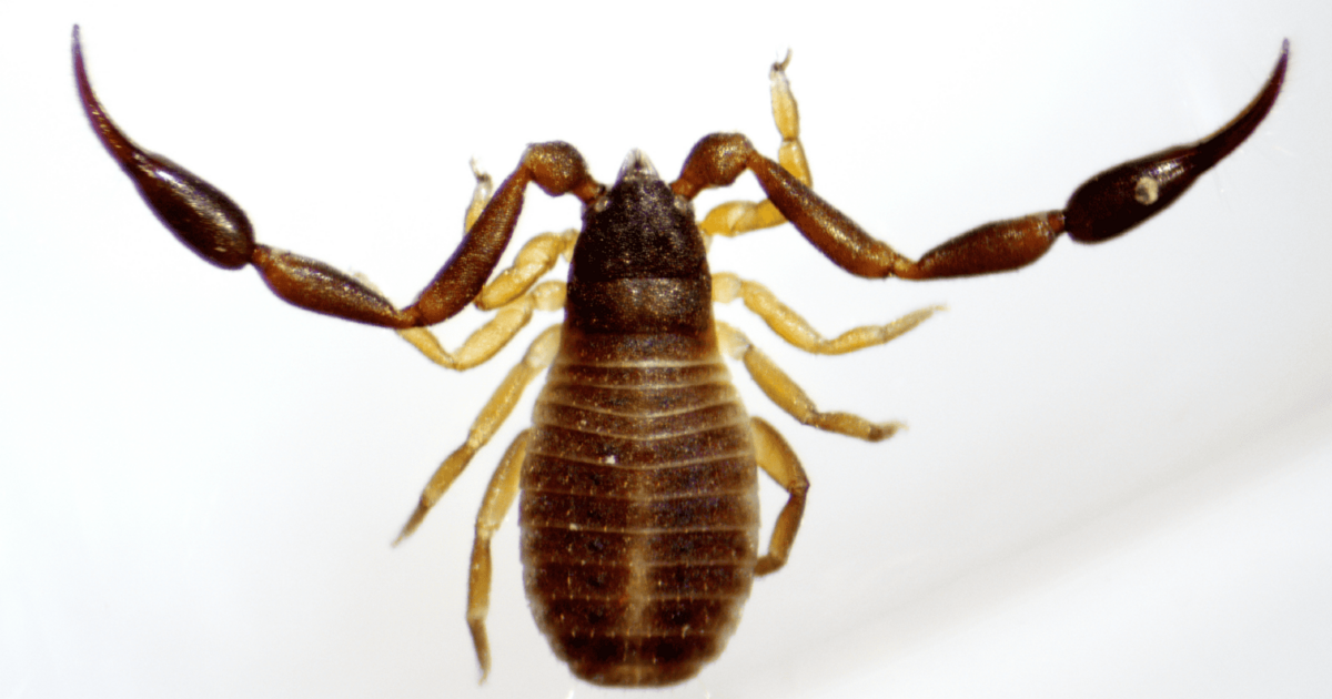 pseudoscorpions | AMNH