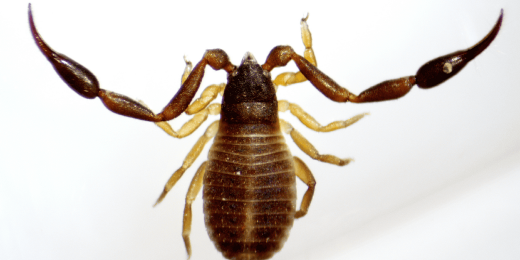 pseudoscorpion bite