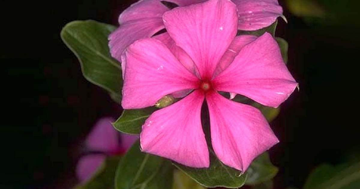 rosy periwinkle | AMNH
