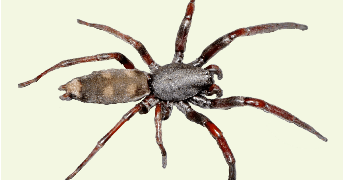 white-tailed spider | AMNH