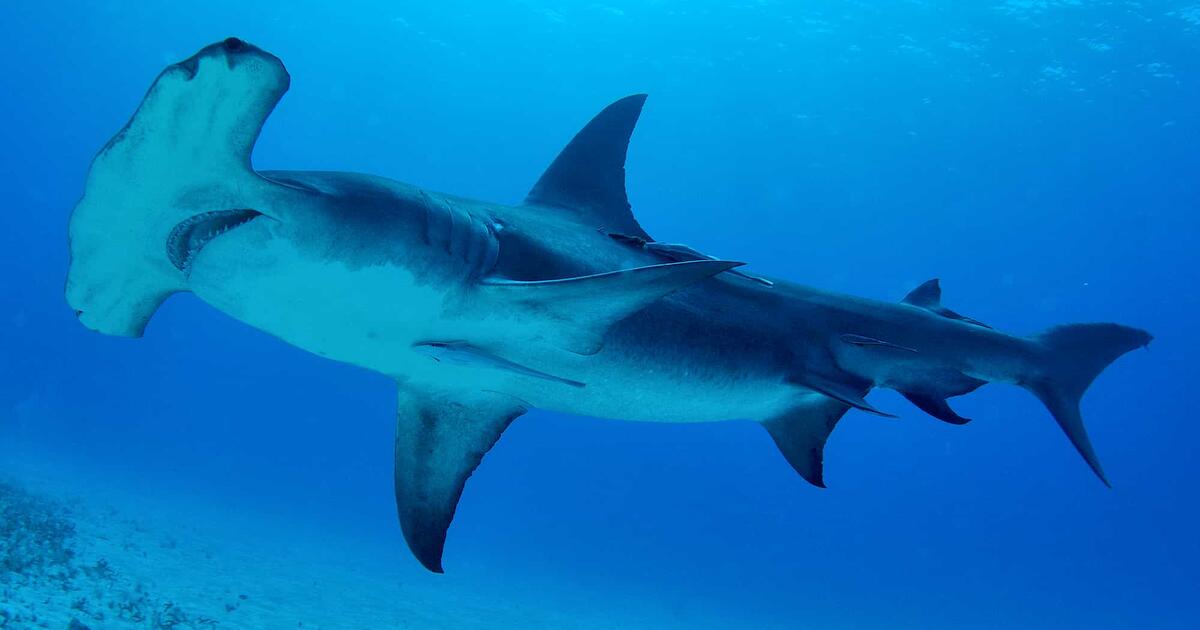 hammerhead sharks | AMNH