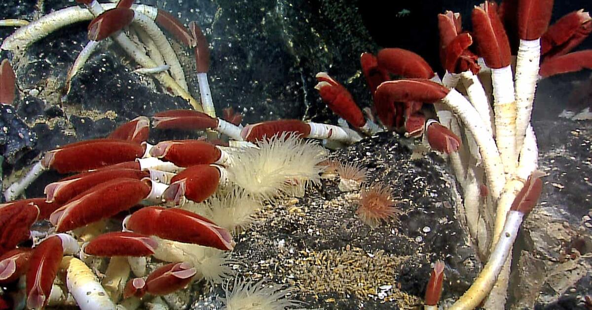 how to get the worm on the giant