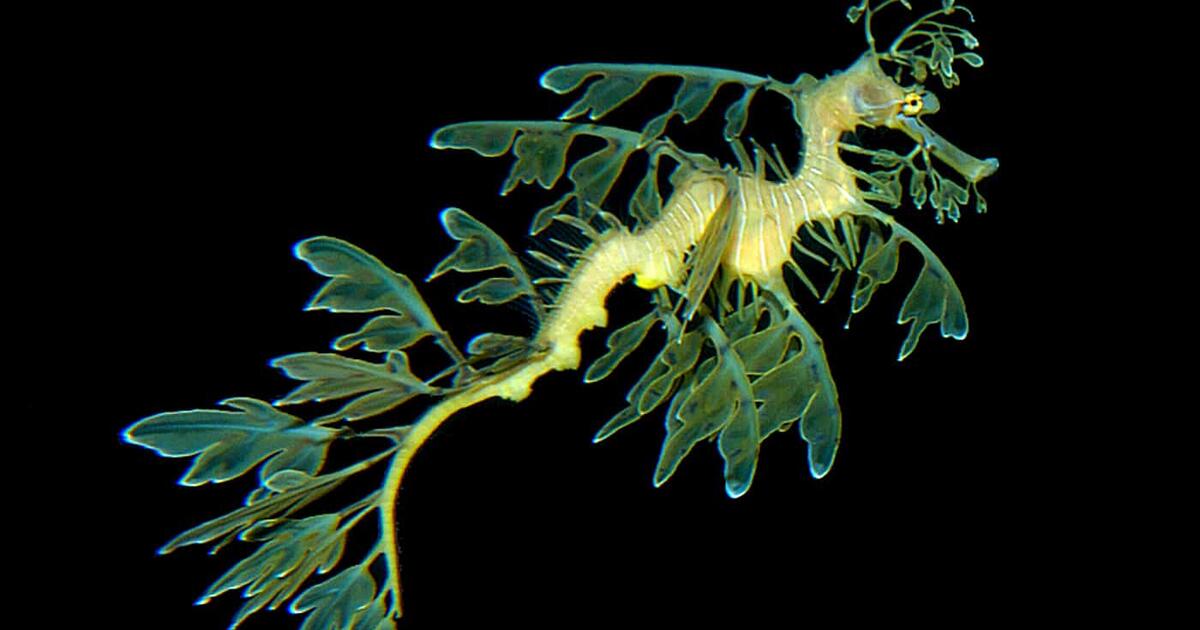 camouflage | AMNH