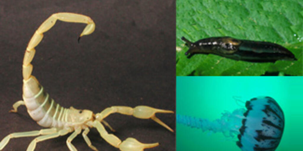 animals without backbones are called