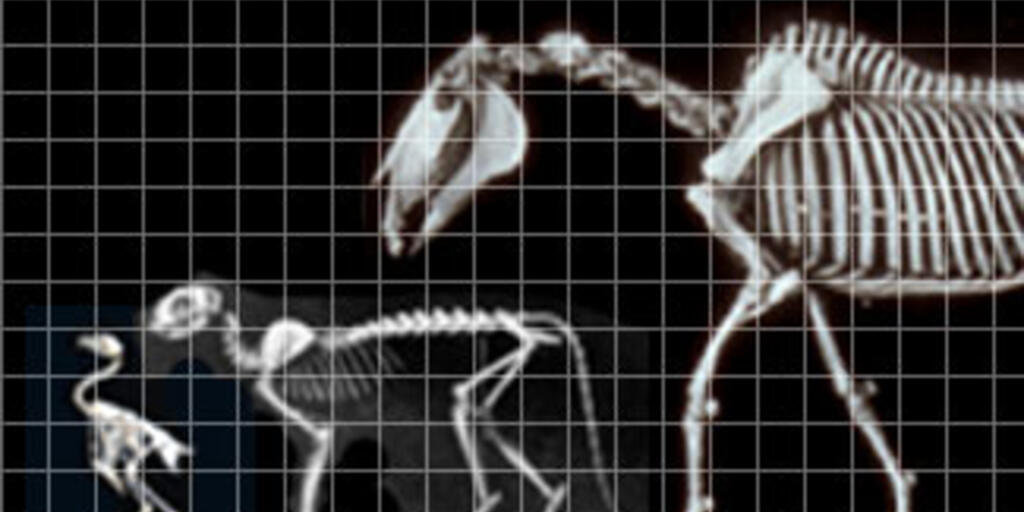Vertebrates Skeleton Comparative Anatomy Of Vertebrate Limbs. The