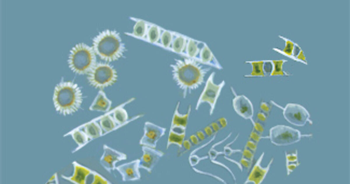 phytoplankton plants examples