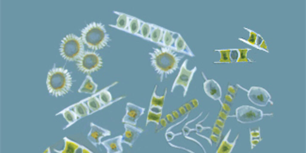 microscopic plankton