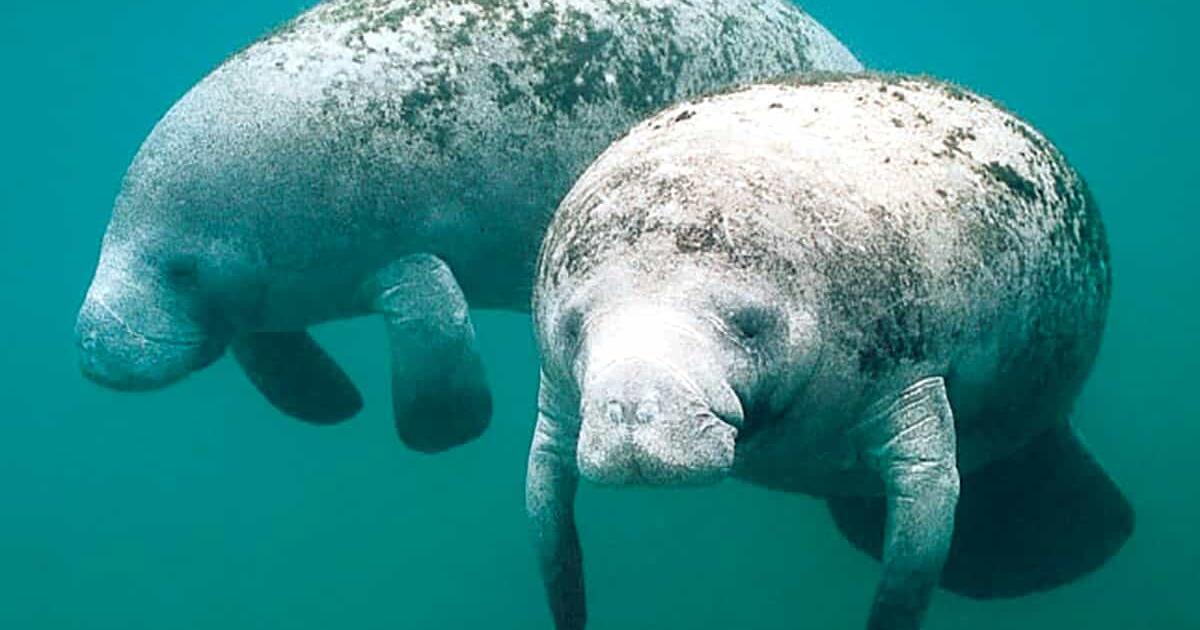 caribbean manatee