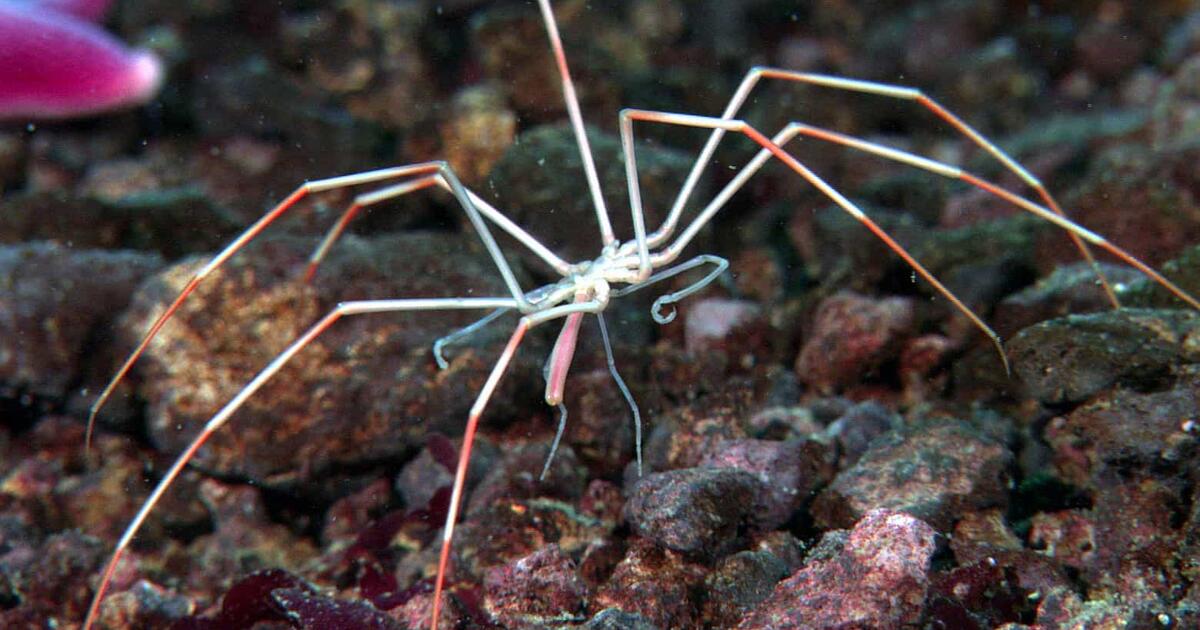 alien sea spider