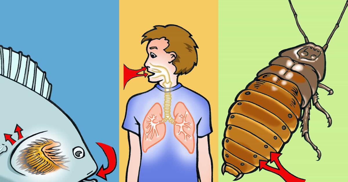 respiration and breathing | AMNH