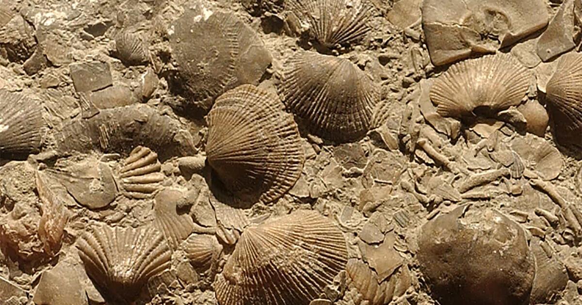 limestone formation environment