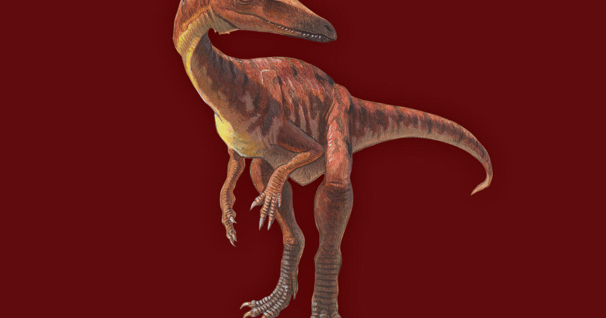 Coelophysis Size