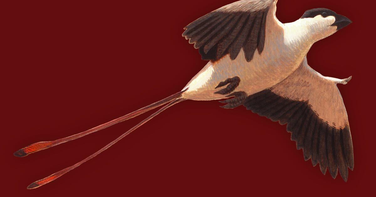 Confuciusornis | AMNH