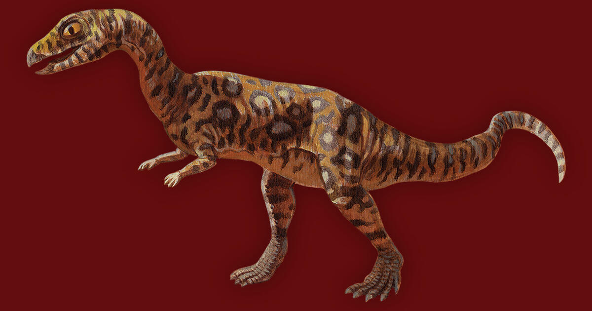 Effigia okeeffeae | AMNH