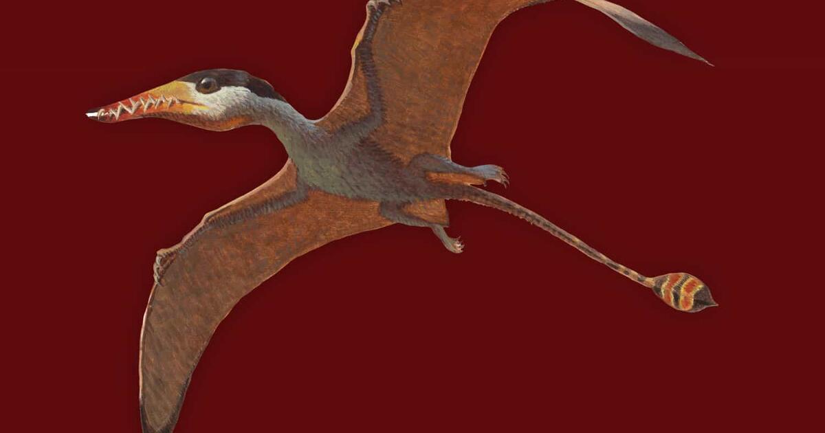 pterosaurs | AMNH