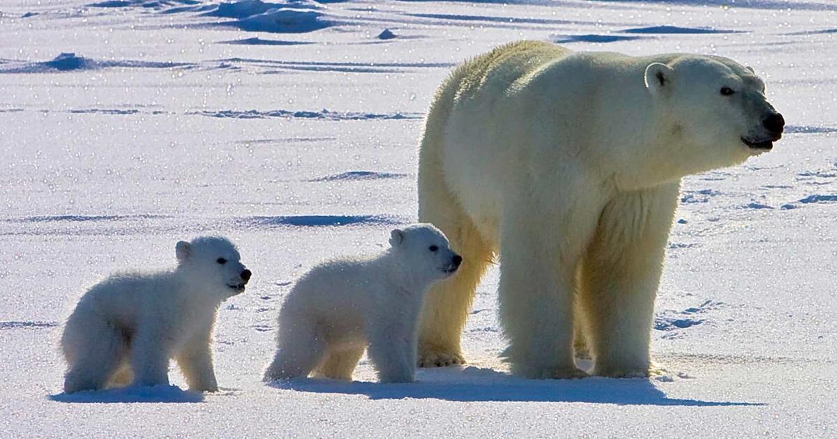 polar bear | AMNH