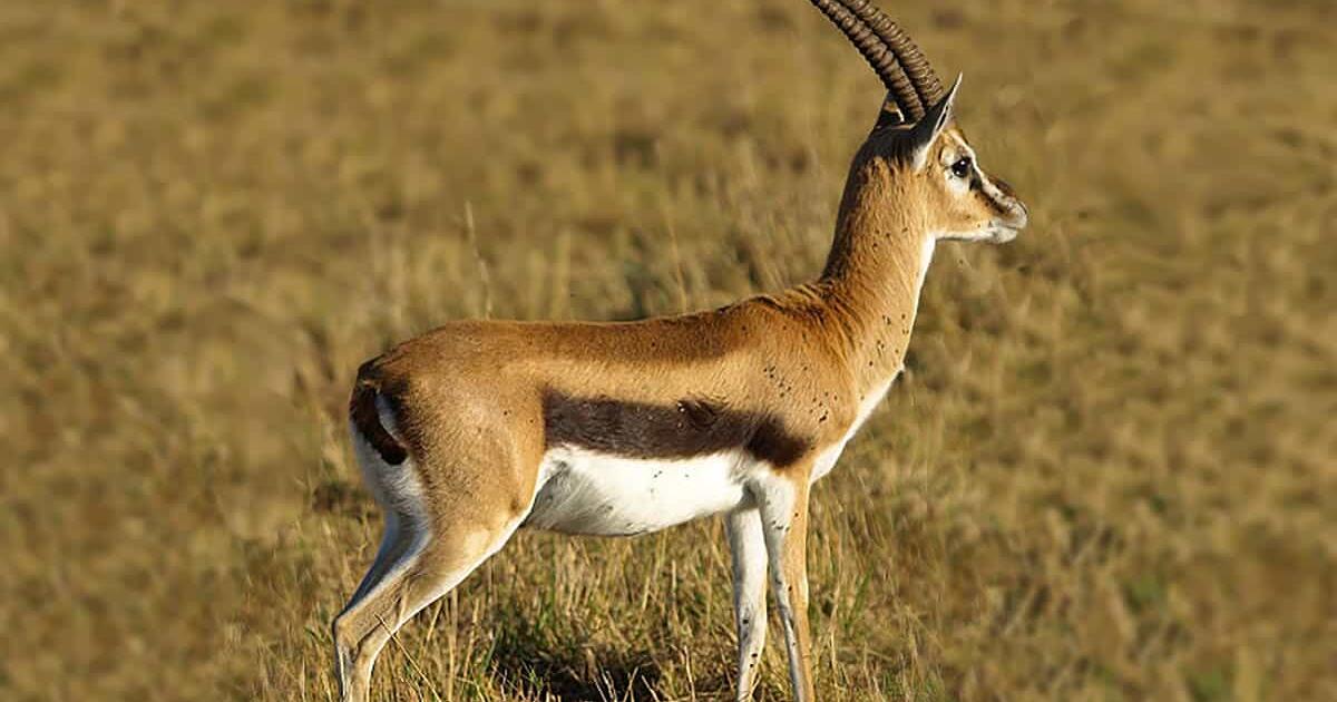 Gazelle Running From Lion Lion Wall Art Gazelle And Lion African
